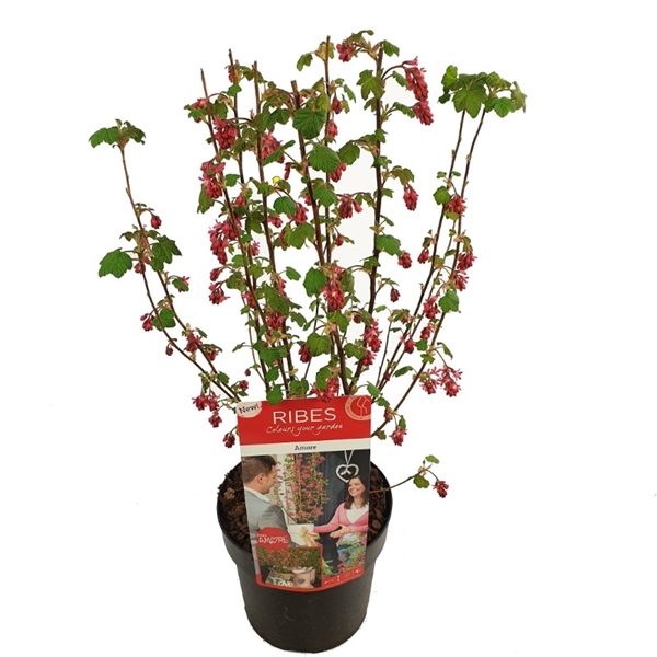 Ribiseln - Gartencenter Neuhold